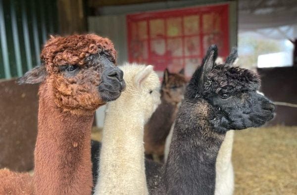 Funky Alpacas - The Clocktower